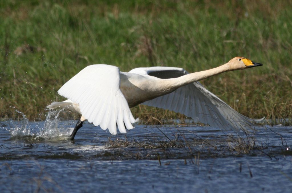Whooper Swan - Cygnus cygnus - (Linnaeus, 1758)