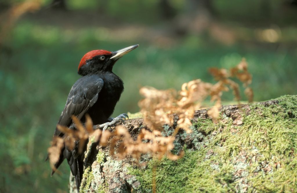Black Woodpecker - Dryocopus martius - (Linnaeus, 1758)