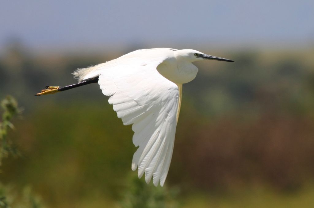 Little Egret - Egretta garzetta - (Linnaeus, 1766)