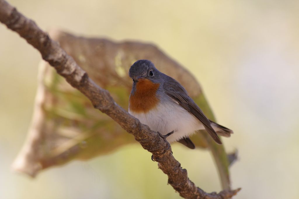 Red-breasted Flycatcher - Ficedula parva - (Bechstein, 1794)