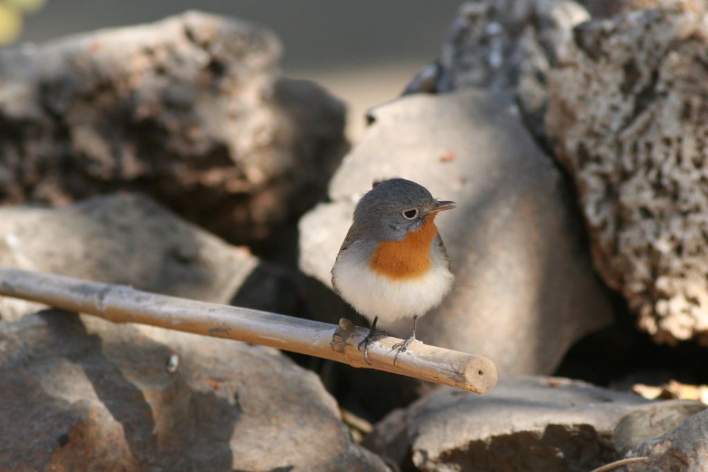 Red-breasted Flycatcher - Ficedula parva - (Bechstein, 1794)