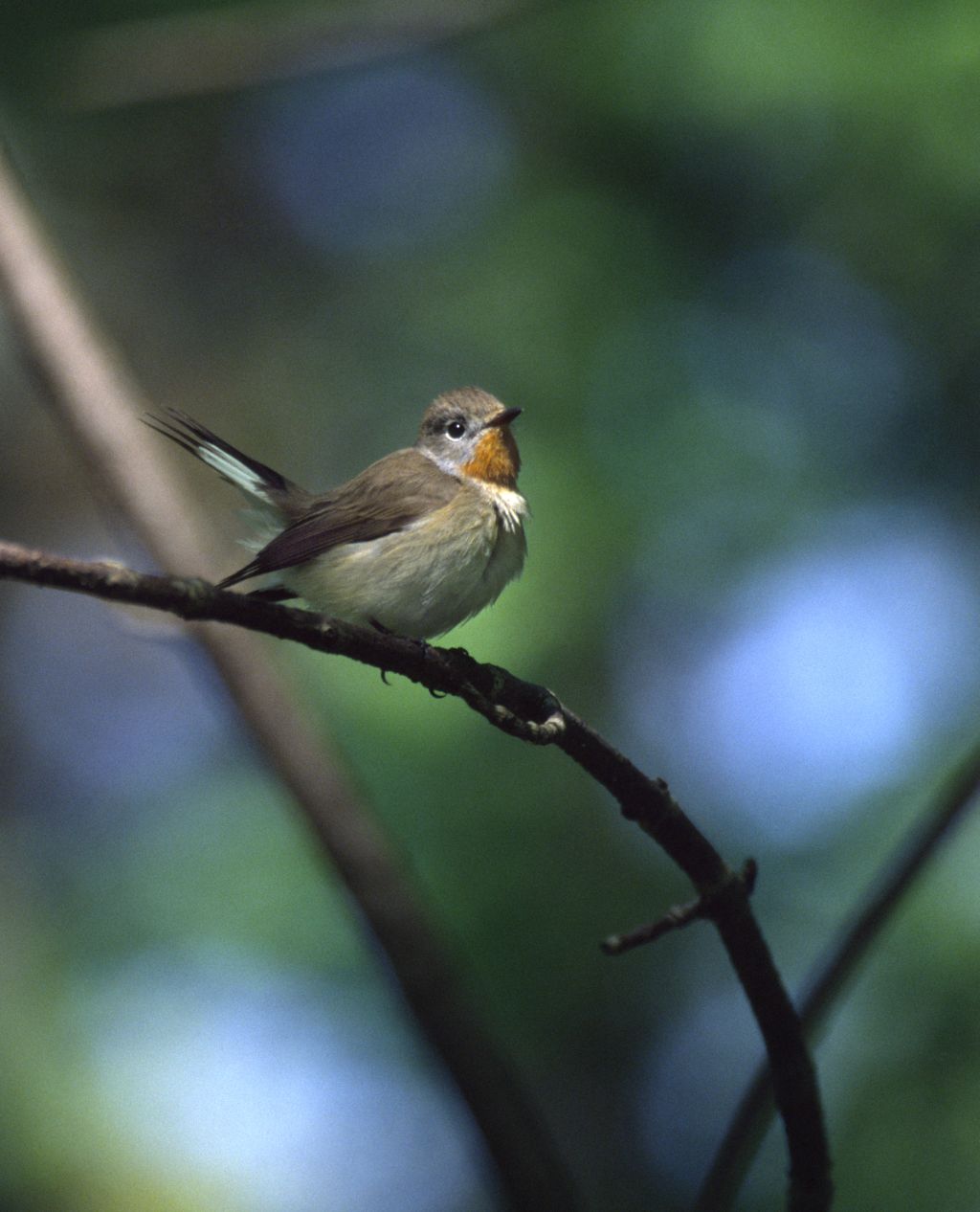 Red-breasted Flycatcher - Ficedula parva - (Bechstein, 1794)