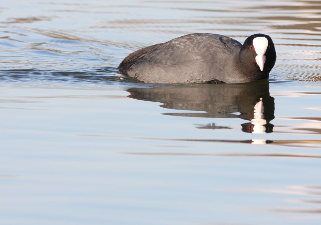 Coot - Fulica atra - Linnaeus, 1758
