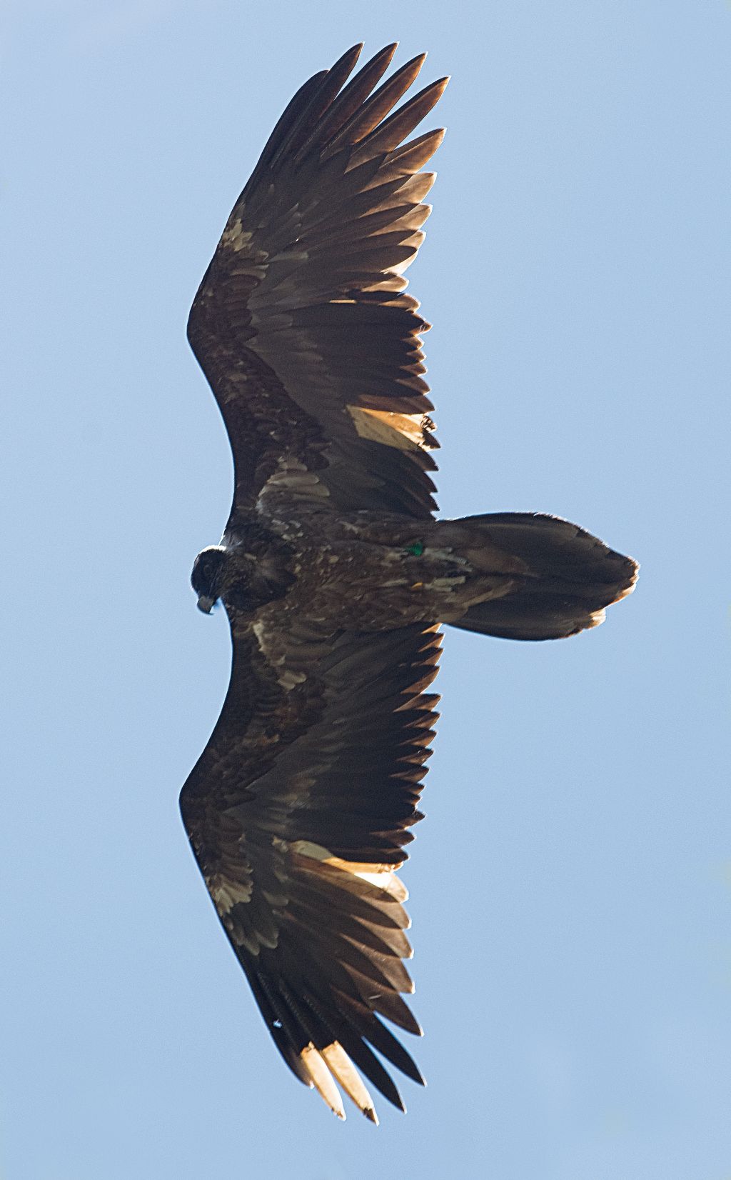 Bearded Vulture - Gypaetus barbatus - (Linnaeus, 1758)