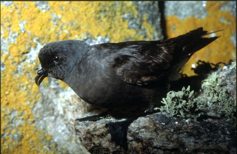 Storm Petrel - Hydrobates pelagicus - (Linnaeus, 1758)