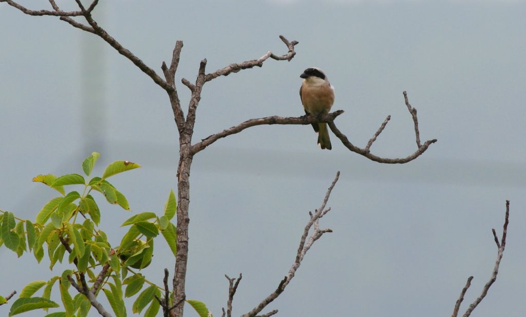 Lesser Grey Shrike - Lanius minor - Gmelin, 1788