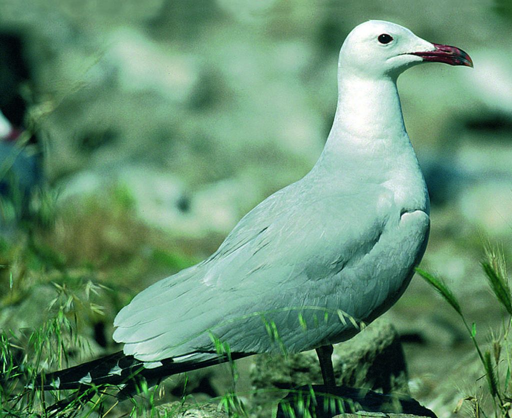 Audouin's Gull - Larus audouinii - Payraudeau, 1826