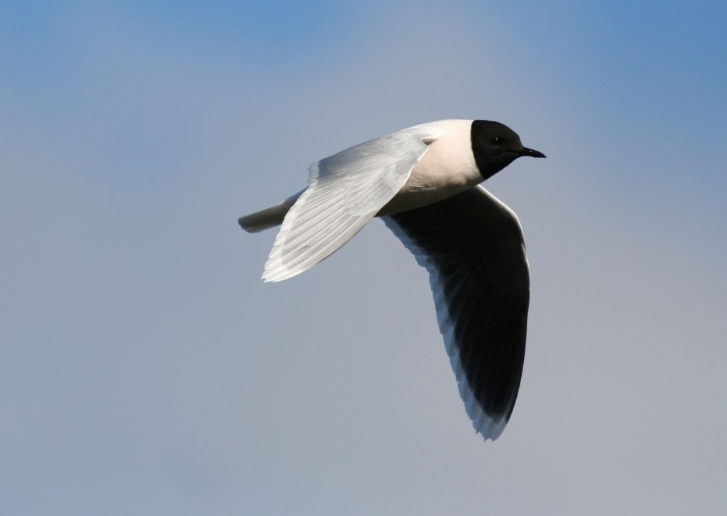 Little Gull - Larus minutus - Pallas, 1776