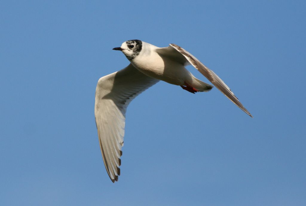 Little Gull - Larus minutus - Pallas, 1776
