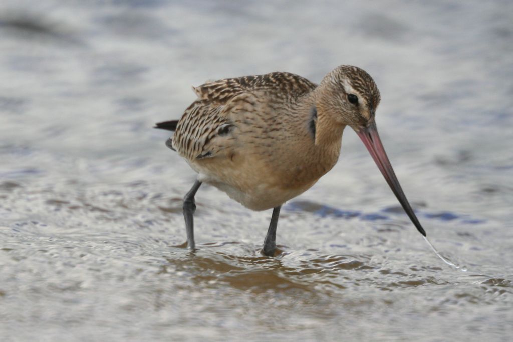 Bar-tailed Godwit - Limosa lapponica - (Linnaeus, 1758)