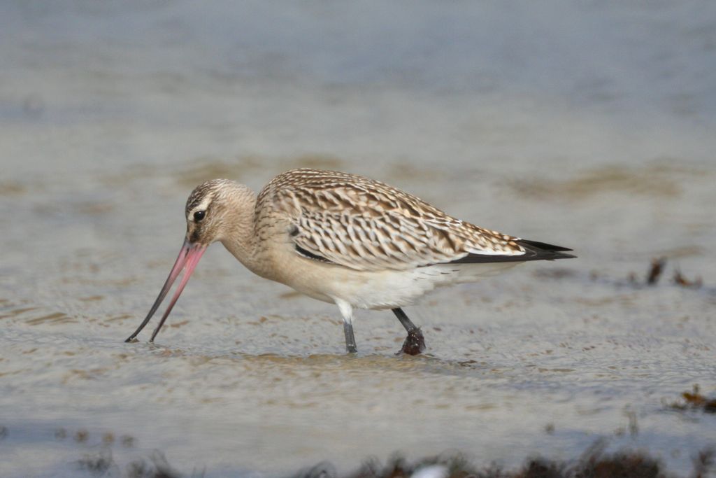 Bar-tailed Godwit - Limosa lapponica - (Linnaeus, 1758)