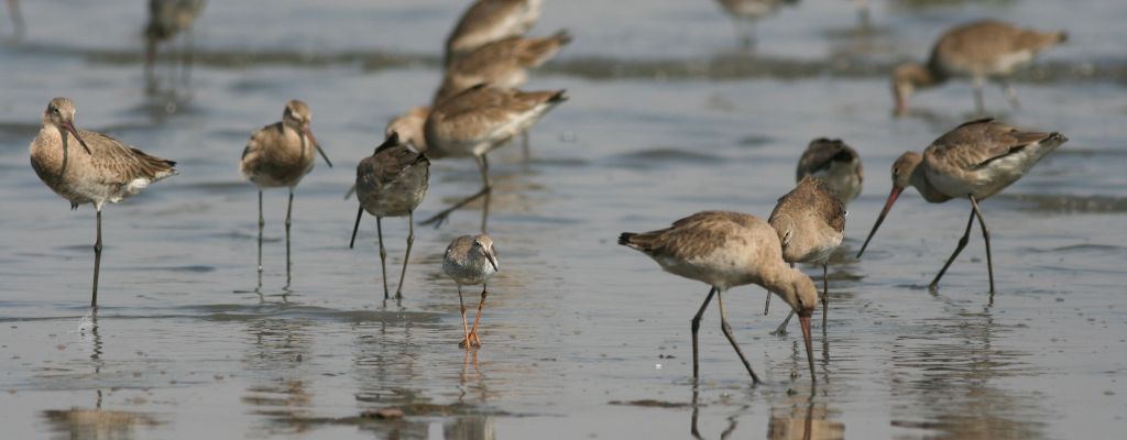 Black-tailed Godwit - Limosa limosa - (Linnaeus, 1758)