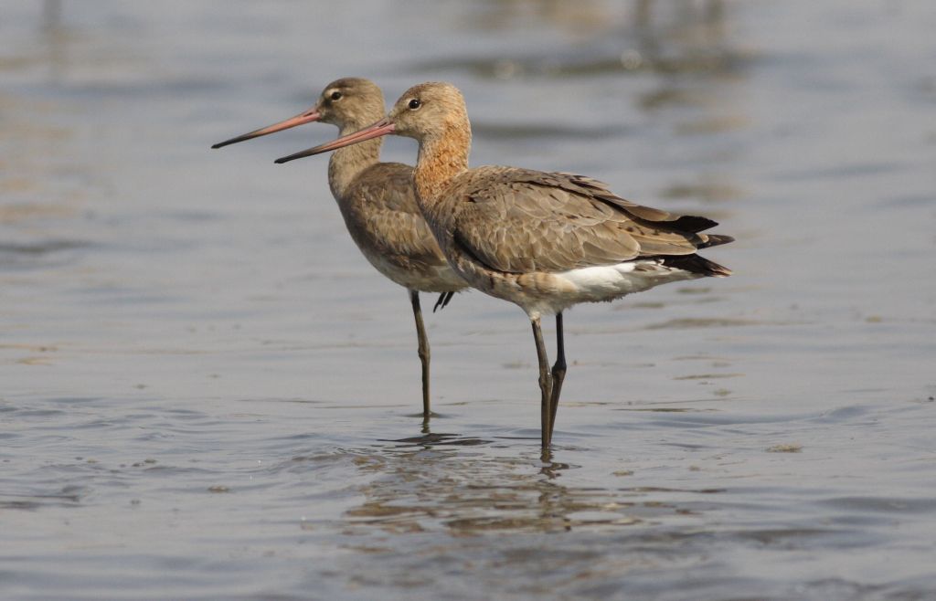 Black-tailed Godwit - Limosa limosa - (Linnaeus, 1758)