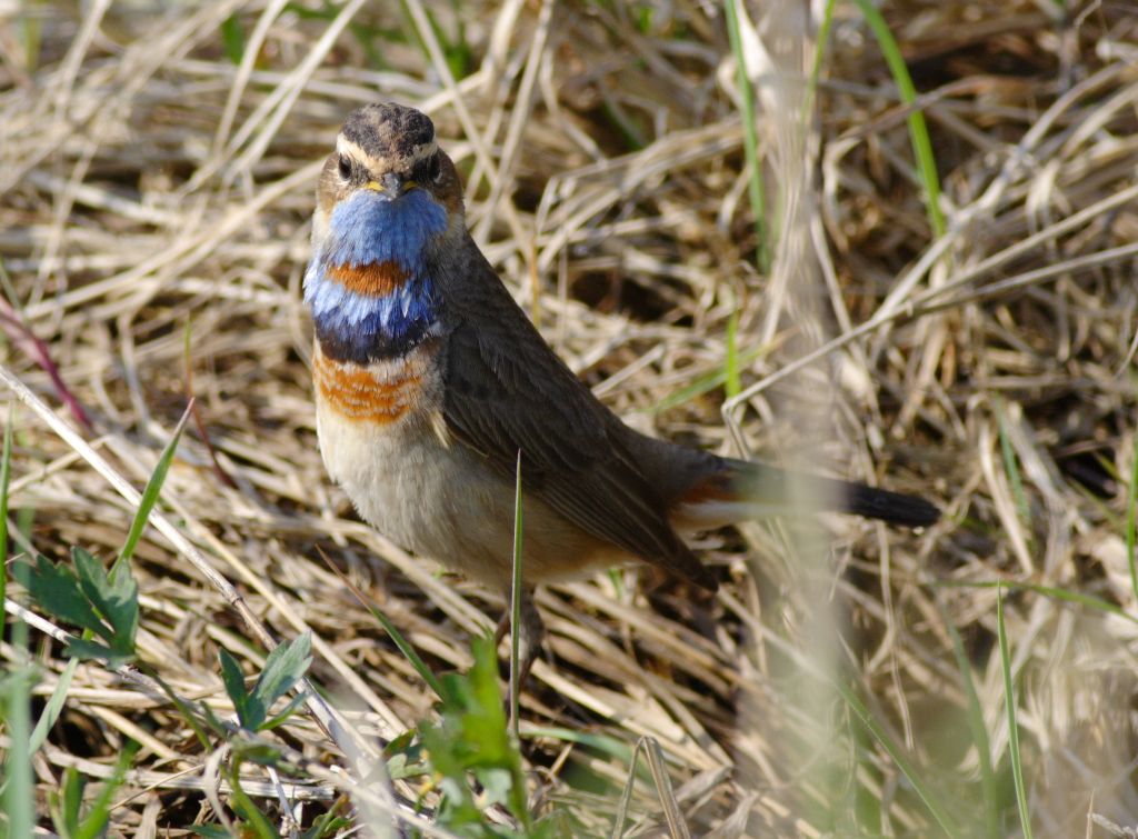 Bluethroat - Luscinia svecica - (Linnaeus, 1758)