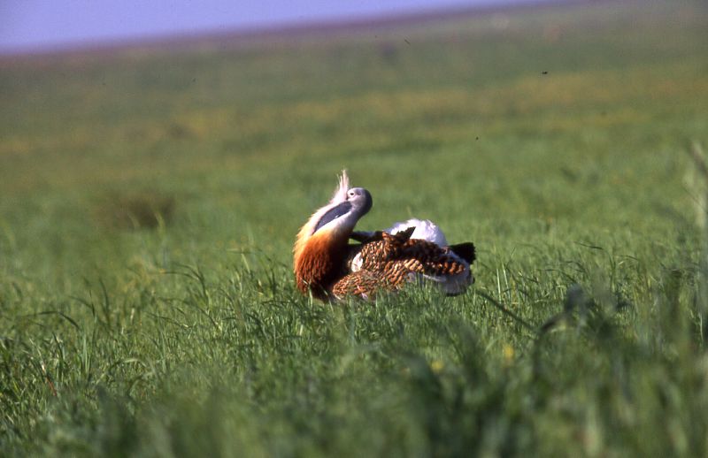 Great Bustard - Otis tarda - Linnaeus, 1758