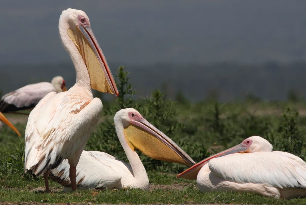 White Pelican - Pelecanus onocrotalus - Linnaeus, 1758
