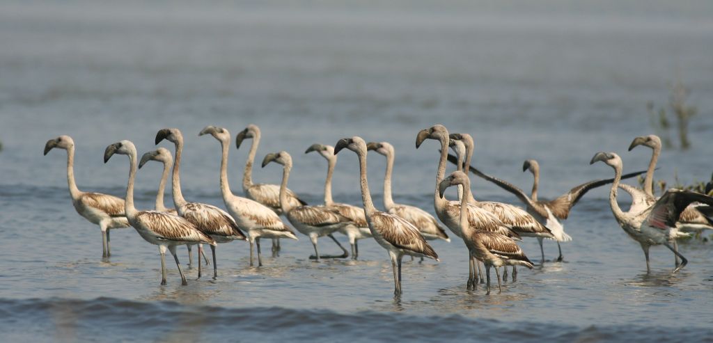 Greater Flamingo - Phoenicopterus roseus - Pallas, 1811