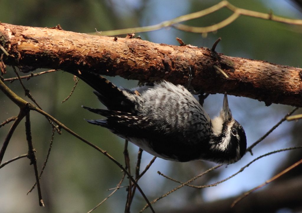 Three-toed Woodpecker - Picoides tridactylus - (Linnaeus, 1758)