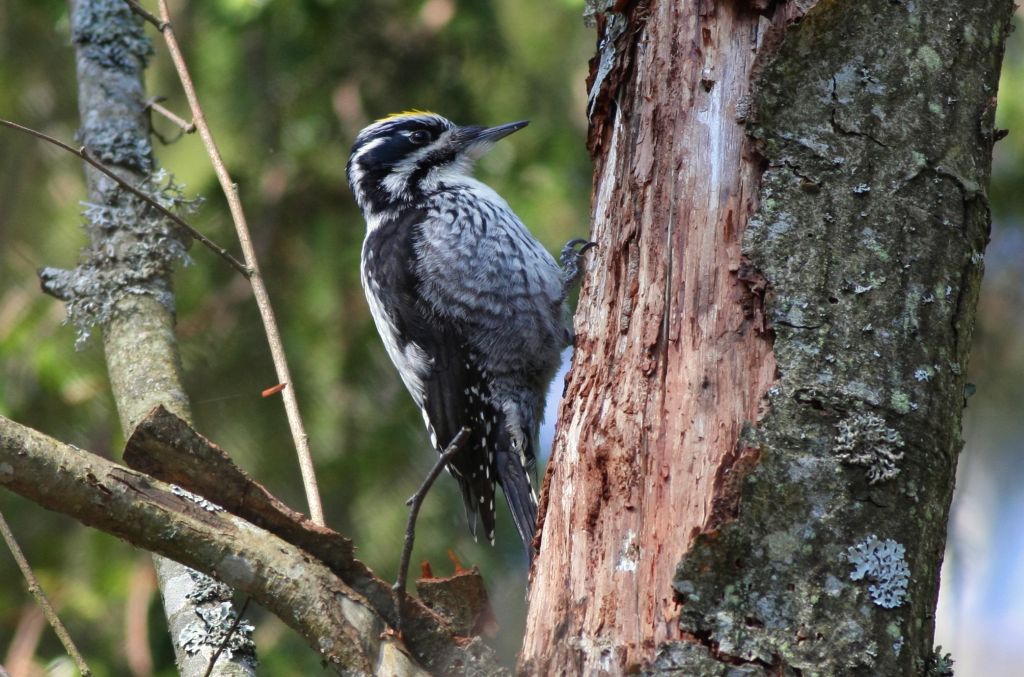 Three-toed Woodpecker - Picoides tridactylus - (Linnaeus, 1758)