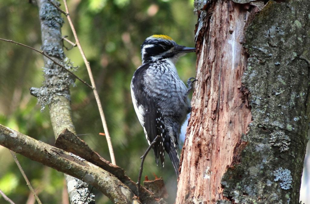 Three-toed Woodpecker - Picoides tridactylus - (Linnaeus, 1758)