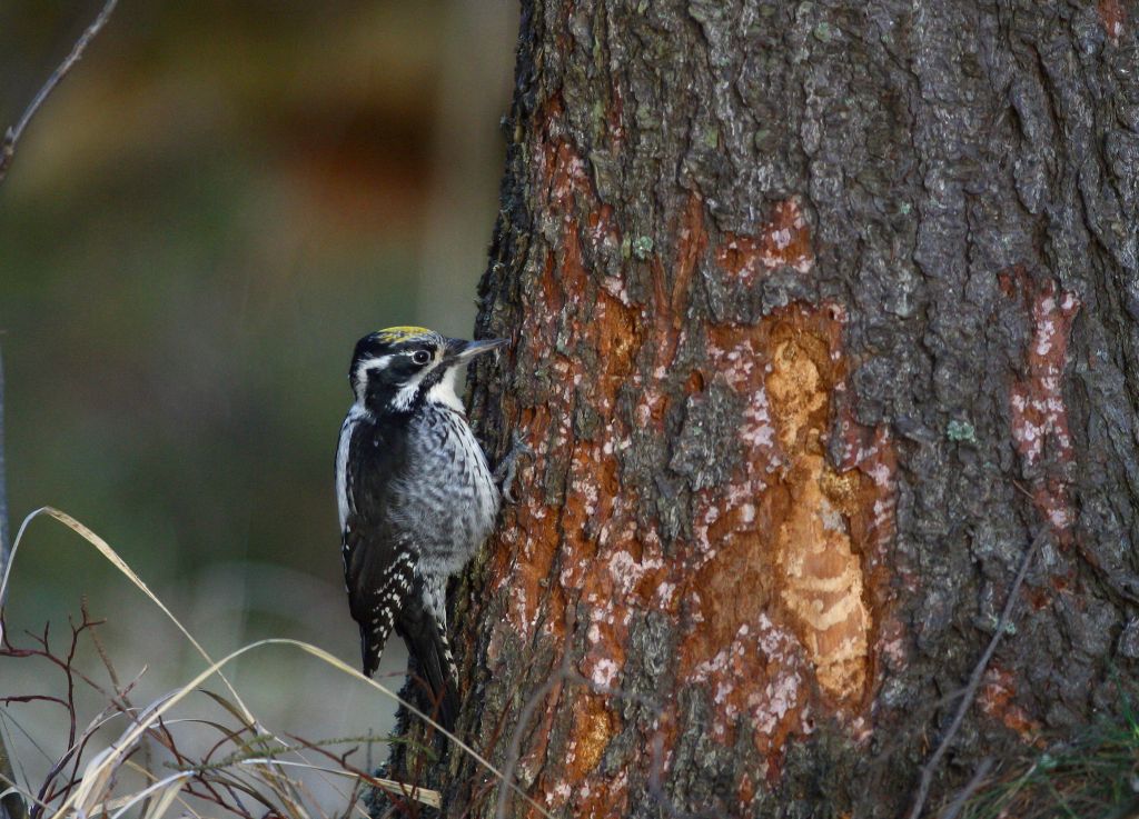Three-toed Woodpecker - Picoides tridactylus - (Linnaeus, 1758)
