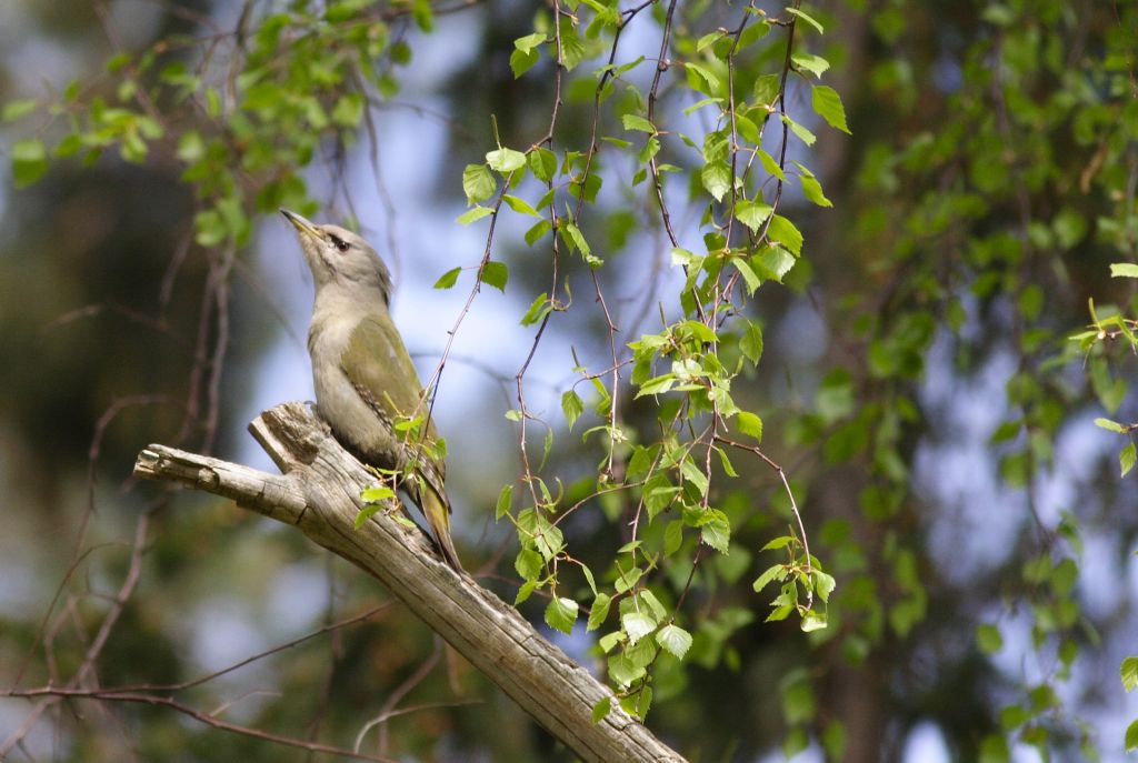 Grey-headed Woodpecker - Picus canus - Gmelin, 1788