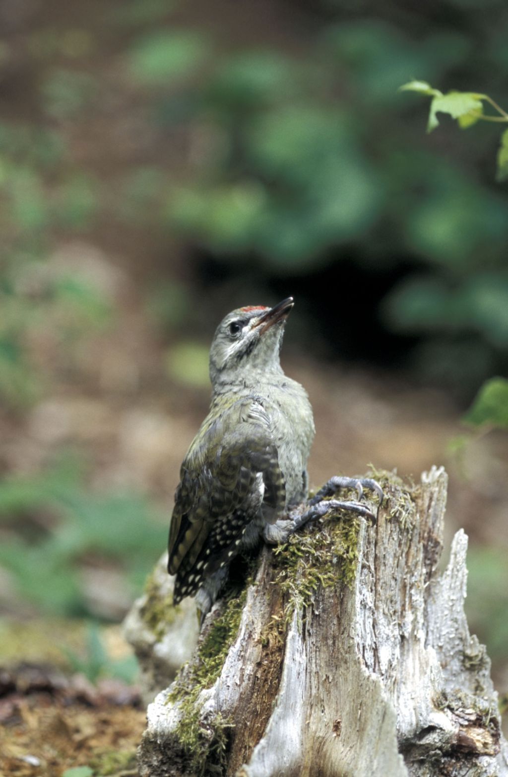 Grey-headed Woodpecker - Picus canus - Gmelin, 1788
