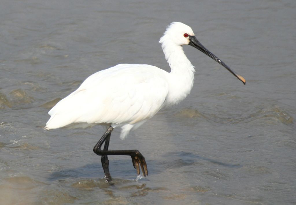 Spoonbill - Platalea leucorodia - Linnaeus, 1758