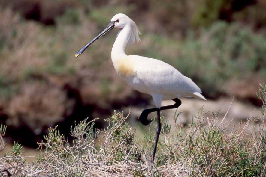 Spoonbill - Platalea leucorodia - Linnaeus, 1758