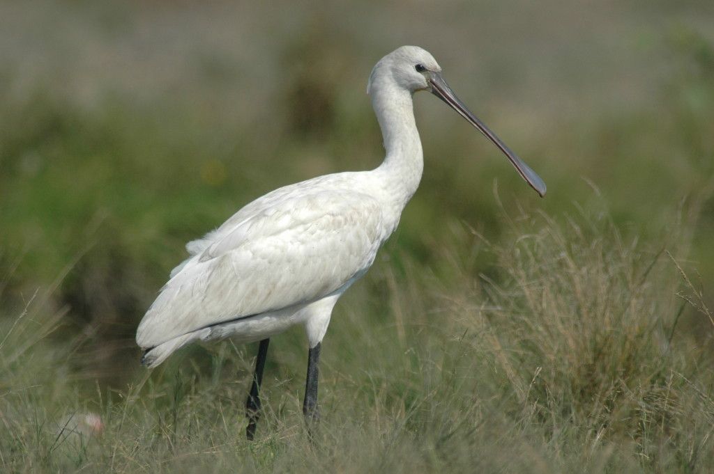Spoonbill - Platalea leucorodia - Linnaeus, 1758