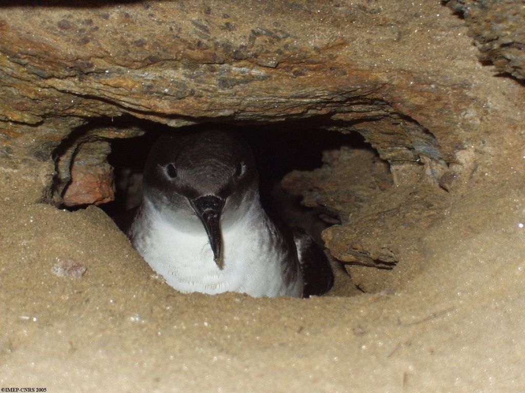Levantine Shearwater - Puffinus yelkouan - (Acerbi, 1827)