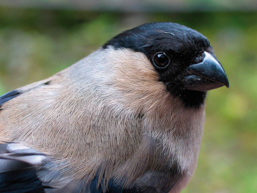 Azores Bullfinch - Pyrrhula murina - Godman, 1866