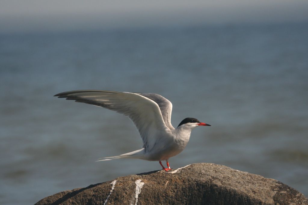 Common Tern - Sterna hirundo - Linnaeus, 1758