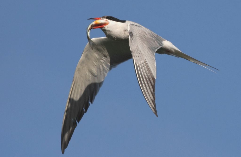 Common Tern - Sterna hirundo - Linnaeus, 1758