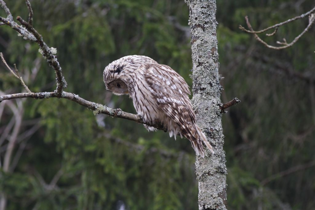 Ural Owl - Strix uralensis - Pallas, 1771