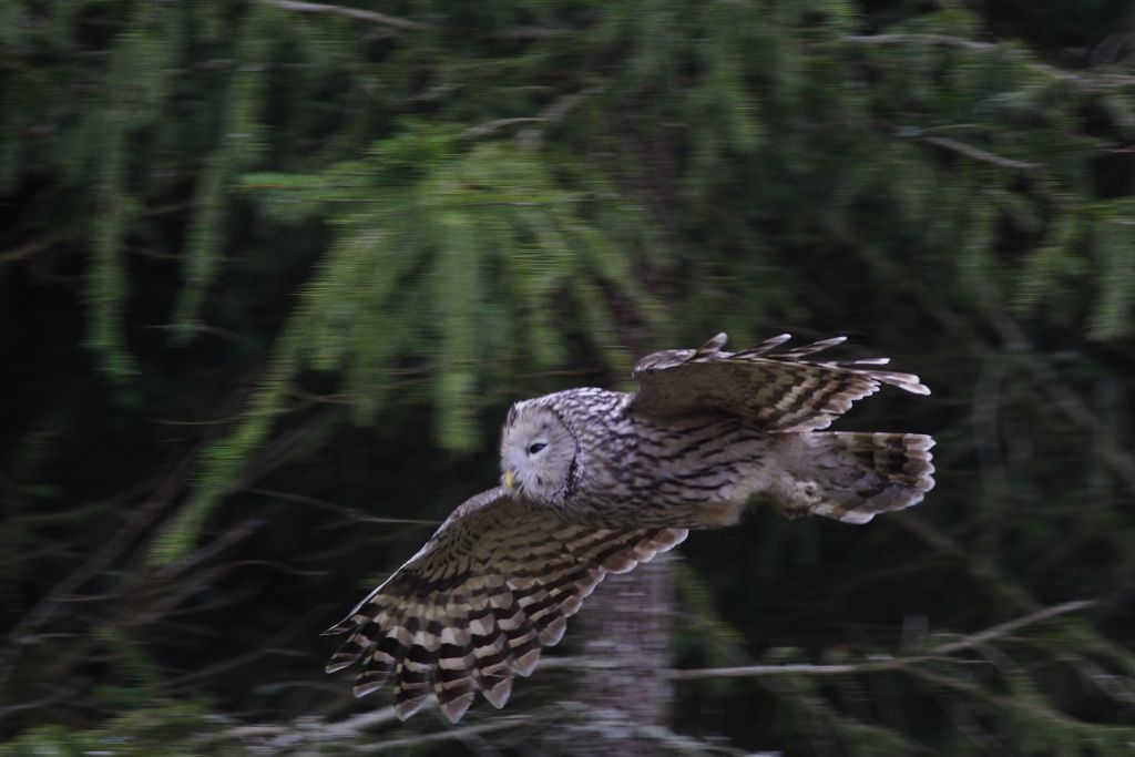 Ural Owl - Strix uralensis - Pallas, 1771