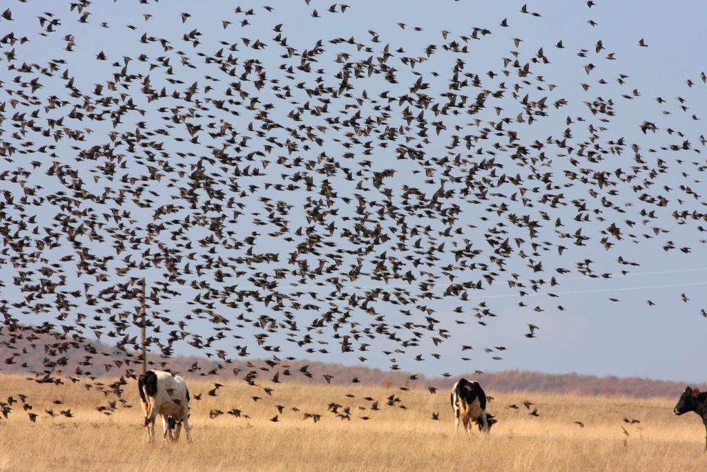 Starling - Sturnus vulgaris - Linnaeus, 1758