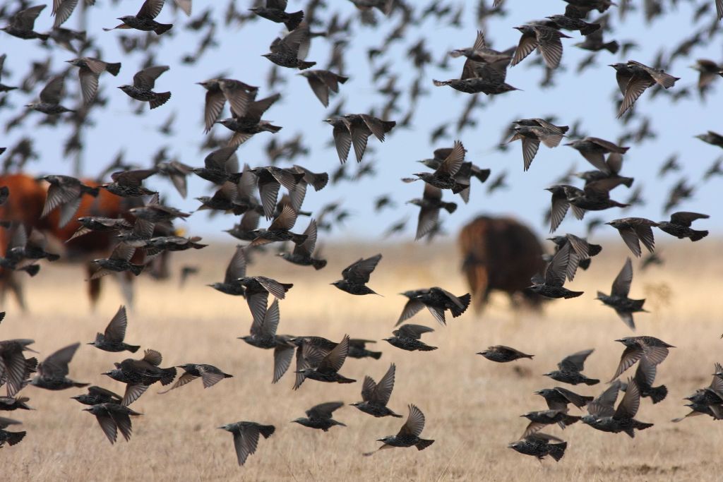 Starling - Sturnus vulgaris - Linnaeus, 1758