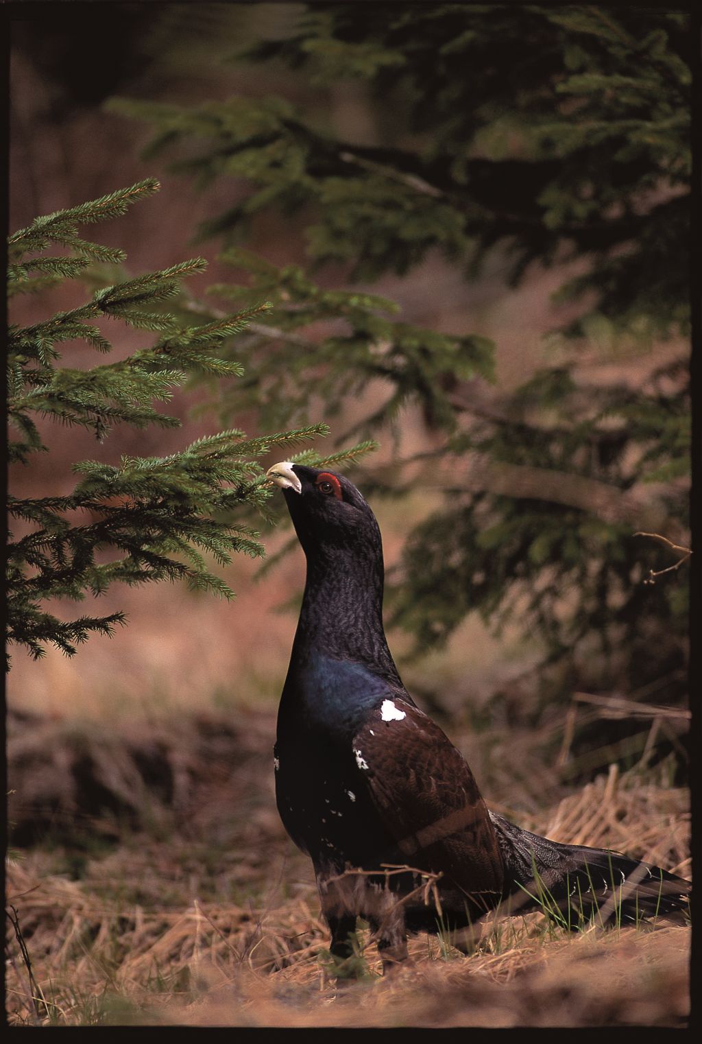 Capercaillie - Tetrao urogallus - (Linnaeus, 1758)