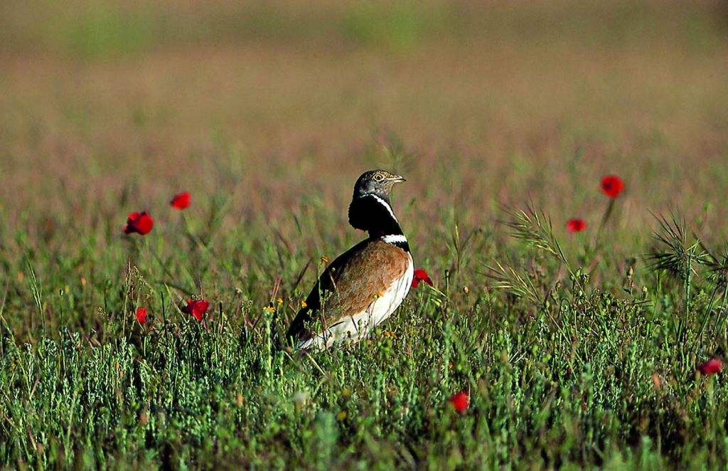 Little Bustard - Tetrax tetrax - (Linnaeus, 1758)