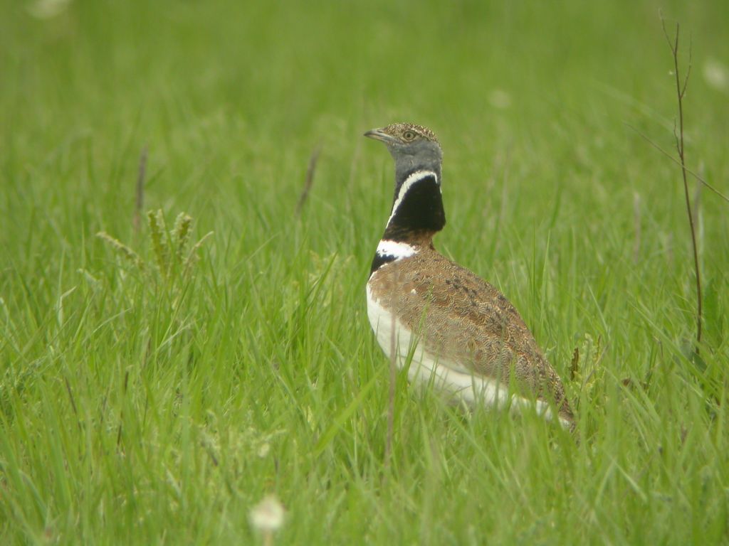 Little Bustard - Tetrax tetrax - (Linnaeus, 1758)