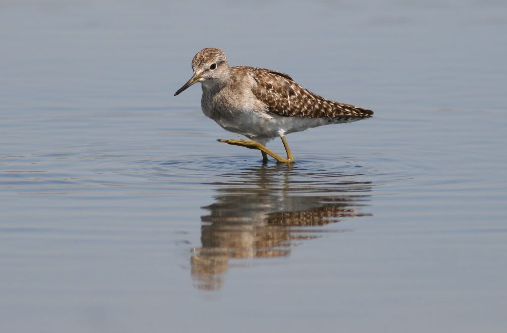 Wood Sandpiper - Tringa glareola - Linnaeus, 1758