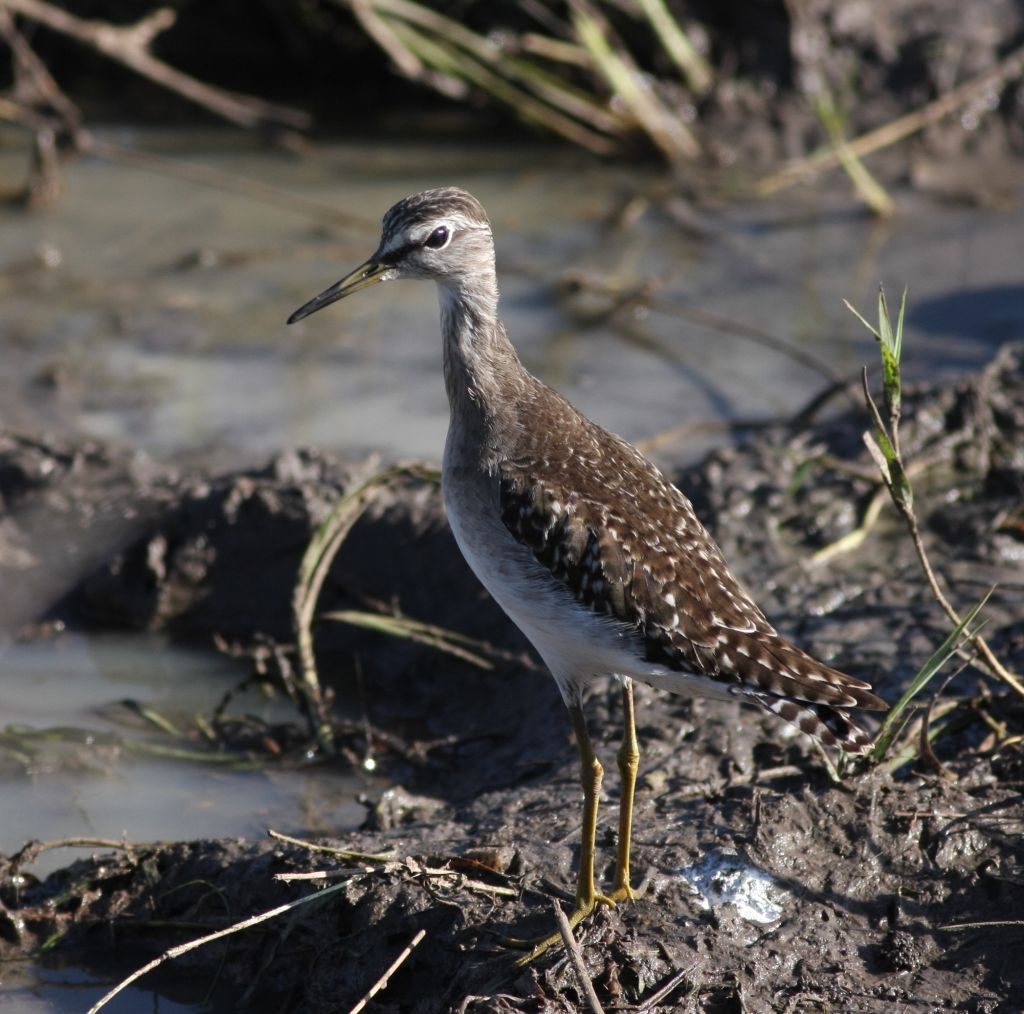 Wood Sandpiper - Tringa glareola - Linnaeus, 1758
