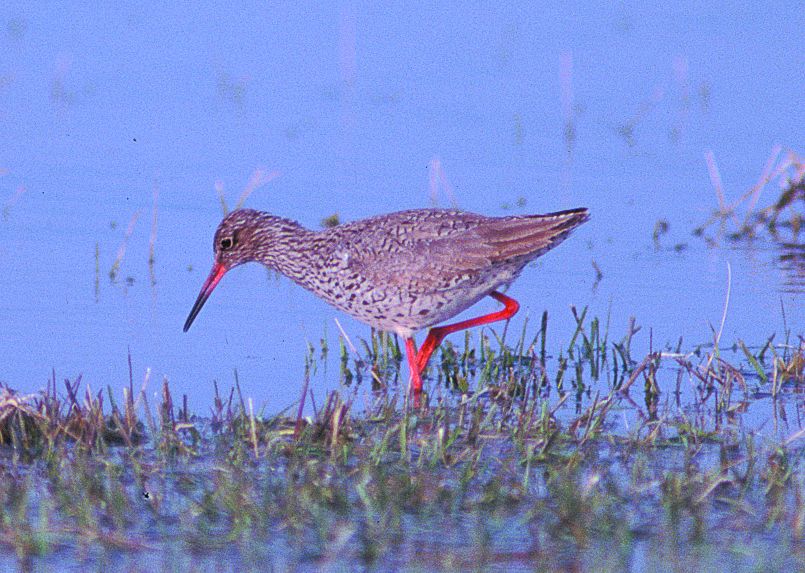 Redshank - Tringa totanus - (Linnaeus, 1758)