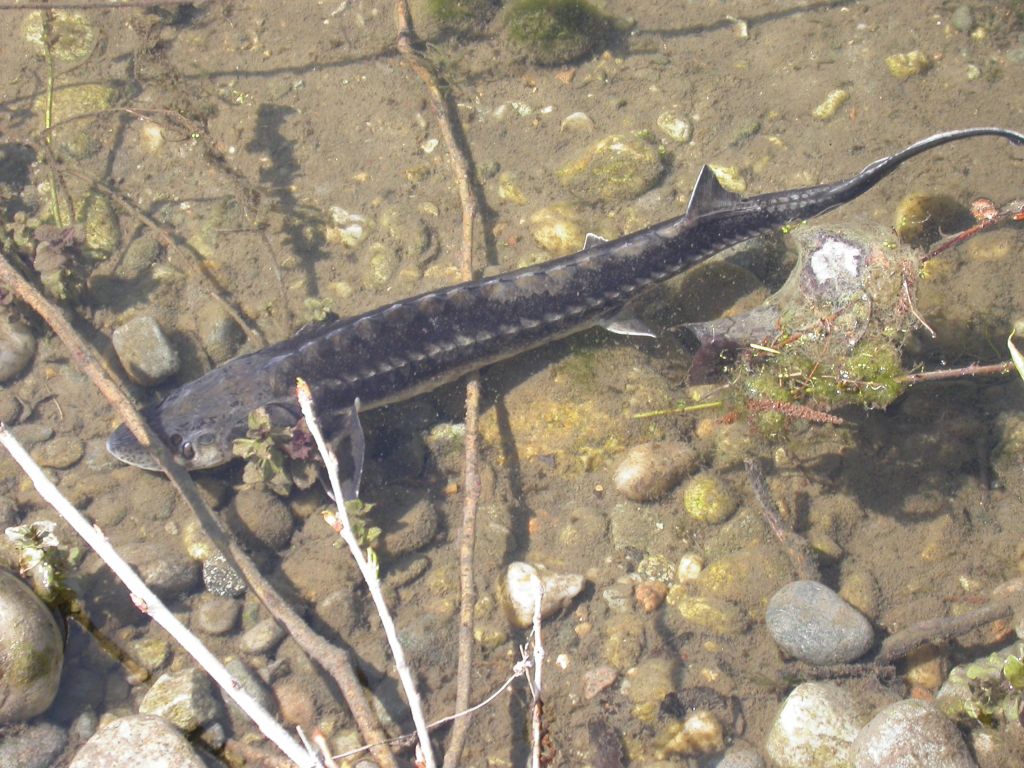 Atlantic sturegon - Acipenser sturio - Linnaeus, 1758