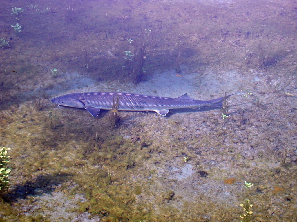 Atlantic sturegon - Acipenser sturio - Linnaeus, 1758