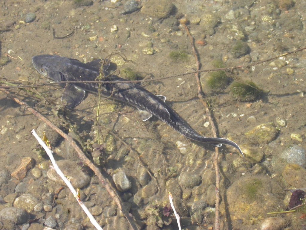 Atlantic sturegon - Acipenser sturio - Linnaeus, 1758