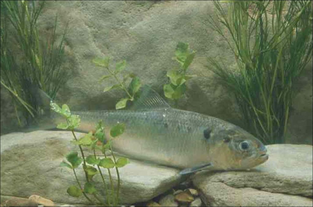 Allis shad - Alosa alosa - (Linnaeus, 1758)