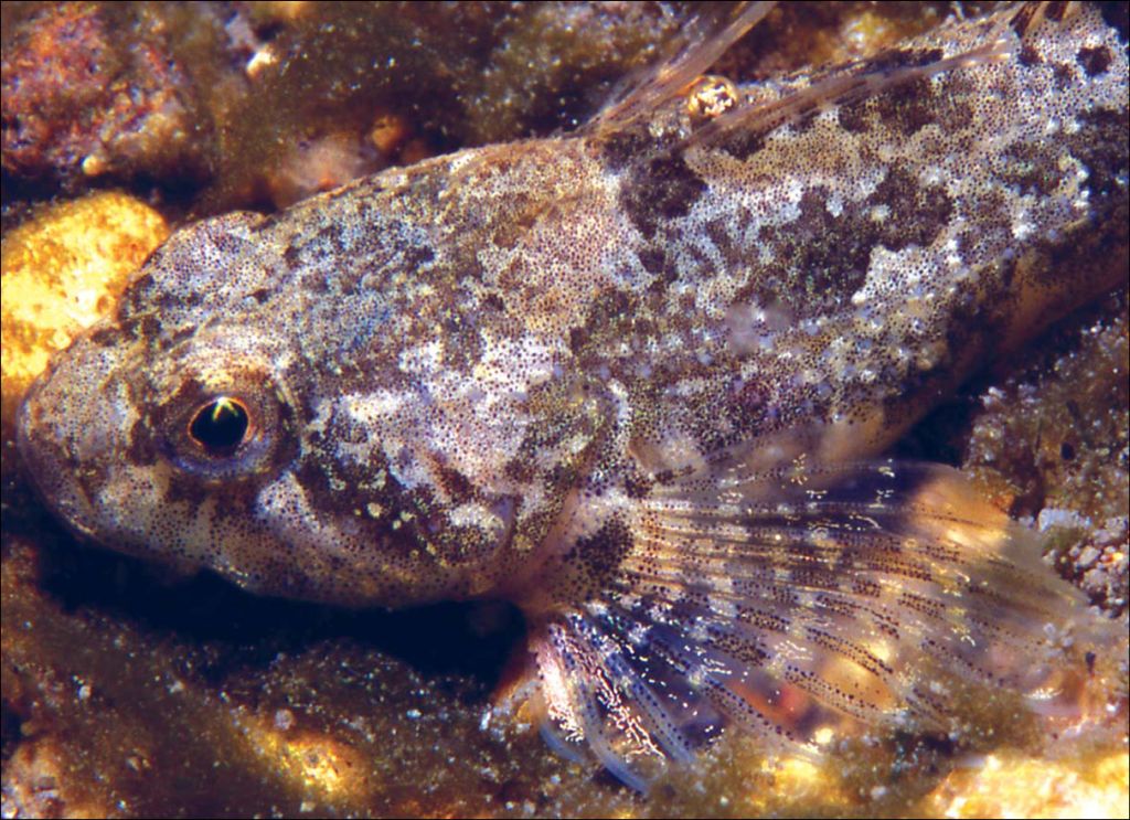 Freshwater sculpin - Cottus gobio - Linnaeus, 1758