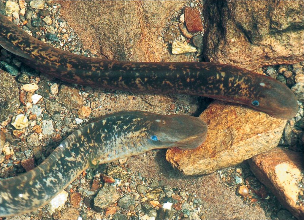 Great sea lamprey - Petromyzon marinus - Linnaeus, 1758